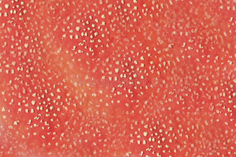 Texture Agaric Macro, Mushroom Stock Image - Image of closeup, healthy ...