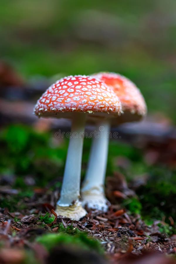 Fly Agaric Toadstool in Forest Stock Image - Image of colorful, amanita ...
