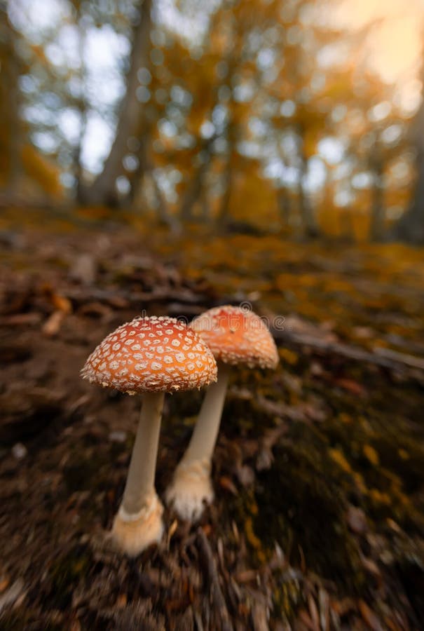 Fly Agaric Toadstool in Forest Stock Photo - Image of biology, danger ...