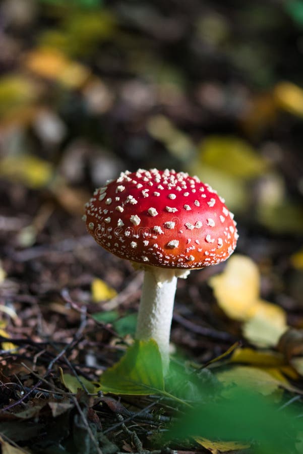Texture Agaric Macro, Mushroom Stock Image - Image of closeup, healthy ...