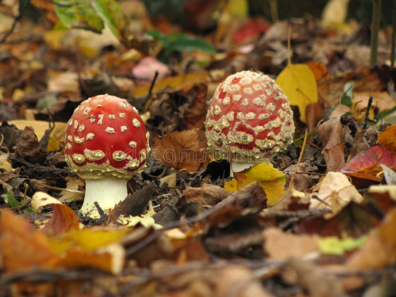 Fly agarics stock photo. Image of green, amanita, decoration - 15978502