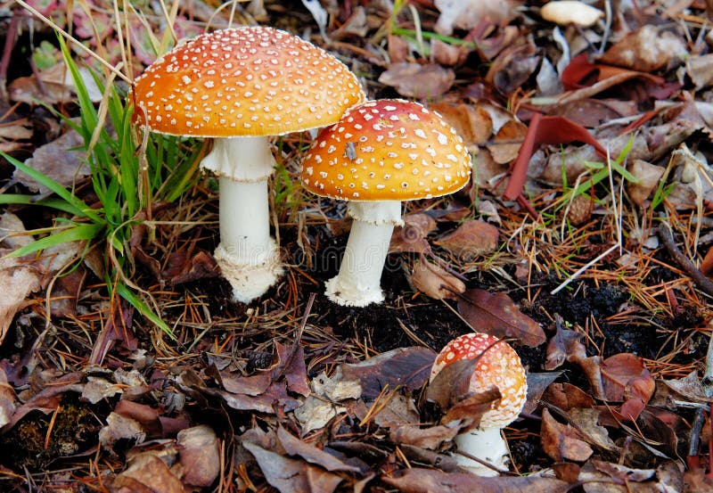 Fly-agarics stock image. Image of nature, autmn, seasons - 3659843