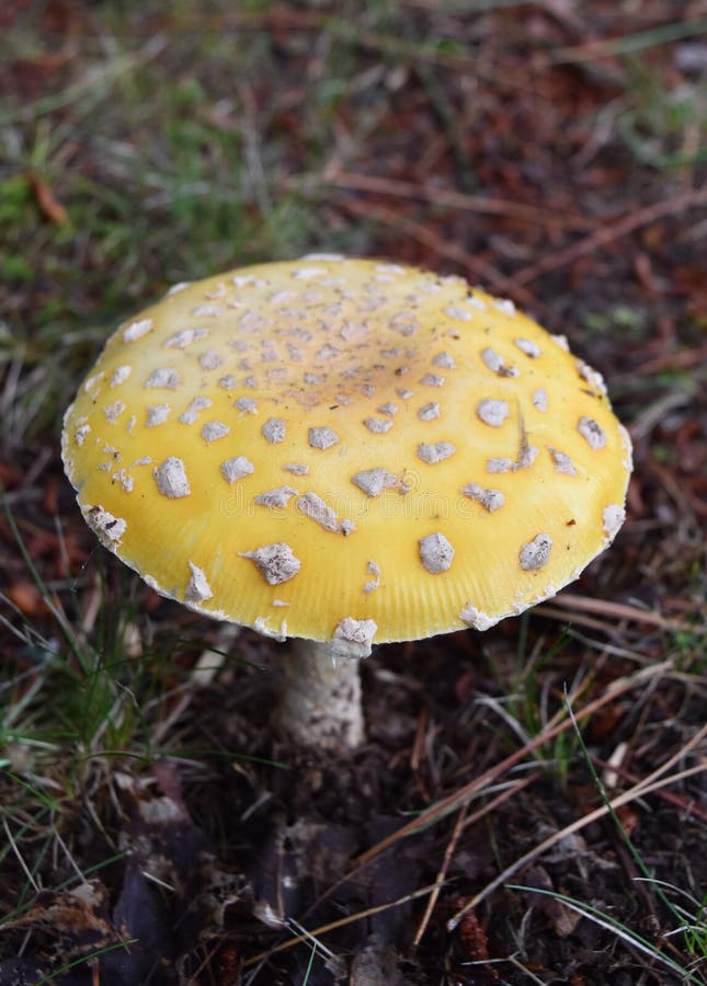 Yellow Toadstool on the Forest Floor Stock Photo - Image of yellow ...