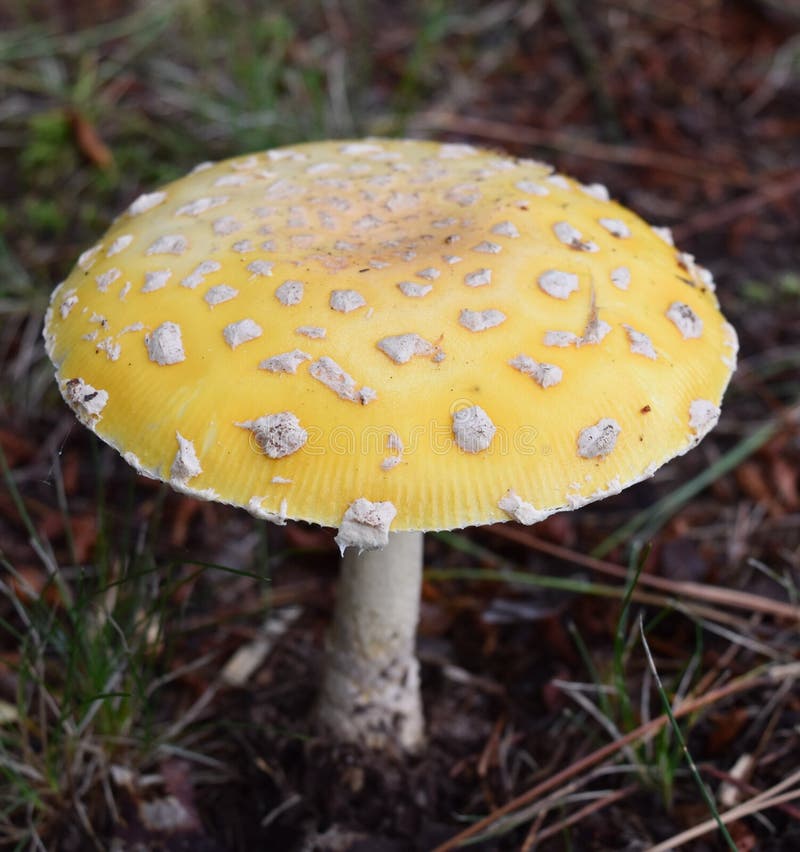 Yellow Toadstool on the Forest Floor Stock Photo - Image of fungus ...