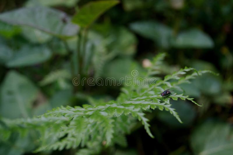 A fly alone on fern leaf stock image. Image of alone - 175482125
