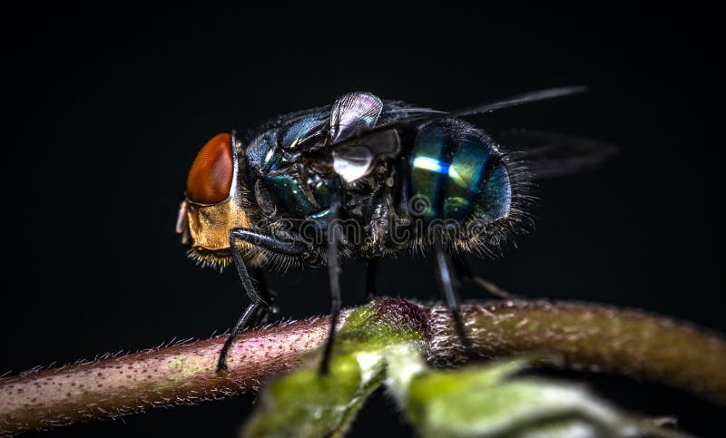 Fly macro stock image. Image of hover, looking, wing - 17336341