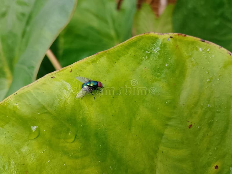 Fly animal stock photo. Image of lalat, animal, petal - 387938780