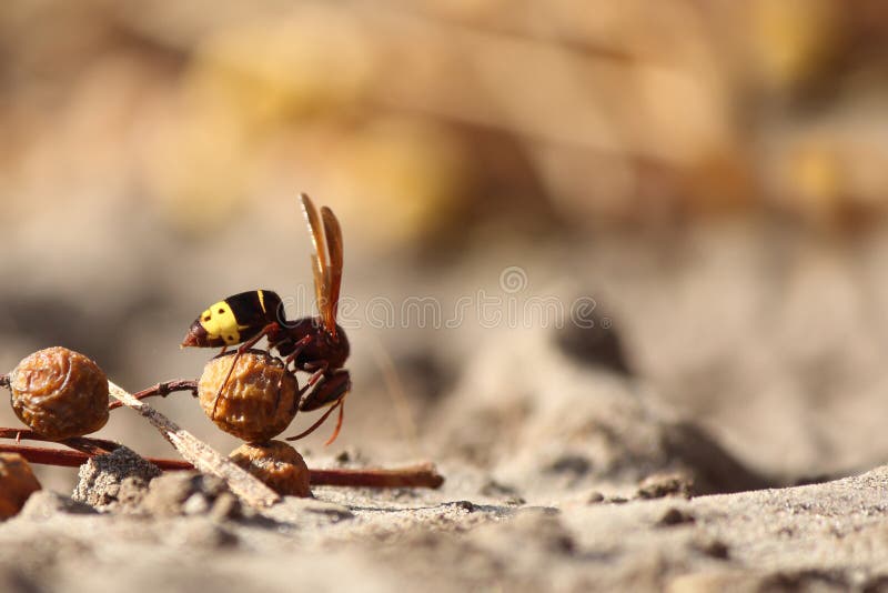 Ant Sisyphus Rolls Stone Uphill on Mountain Stock Image - Image of ...