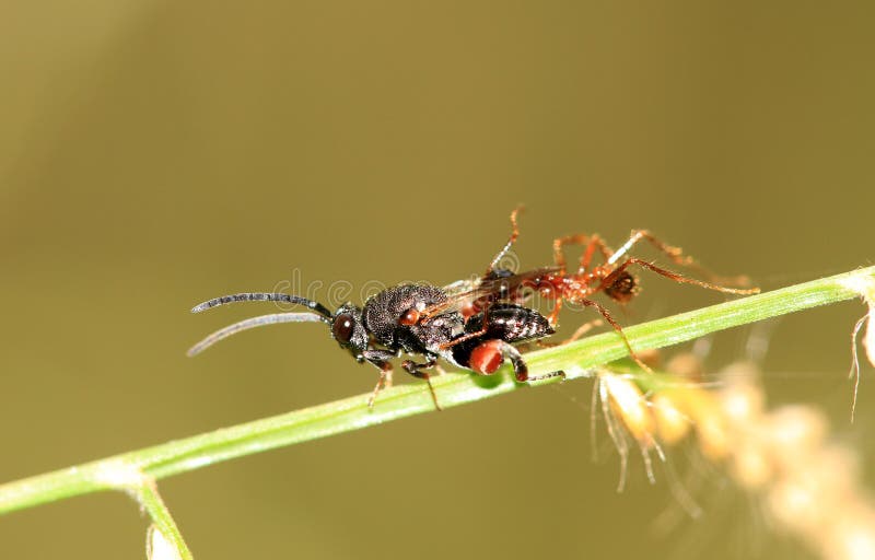 Fly and ant fight stock photo. Image of grass, wild, background - 16448846