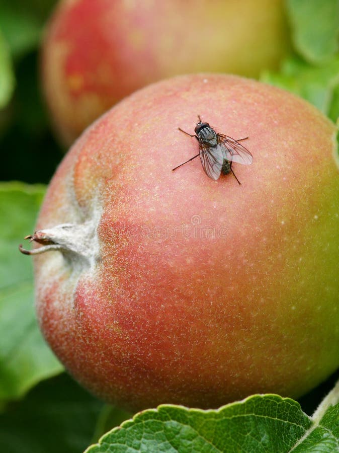 The fly on the apple stock photo. Image of nature, apple - 33195792