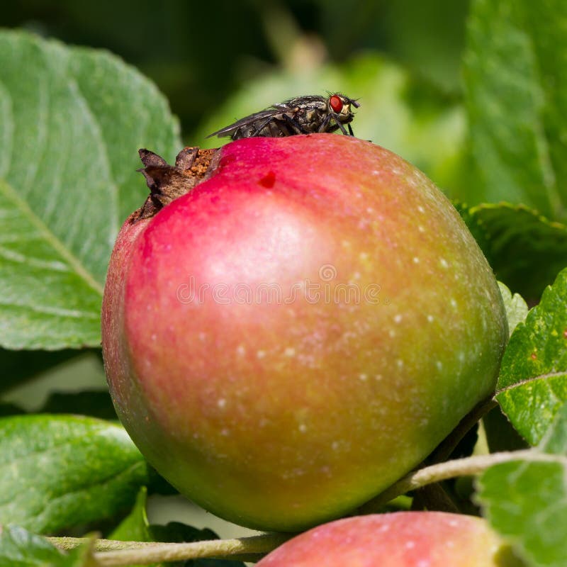Fly on apple stock image. Image of virus, apple, gone - 32955997