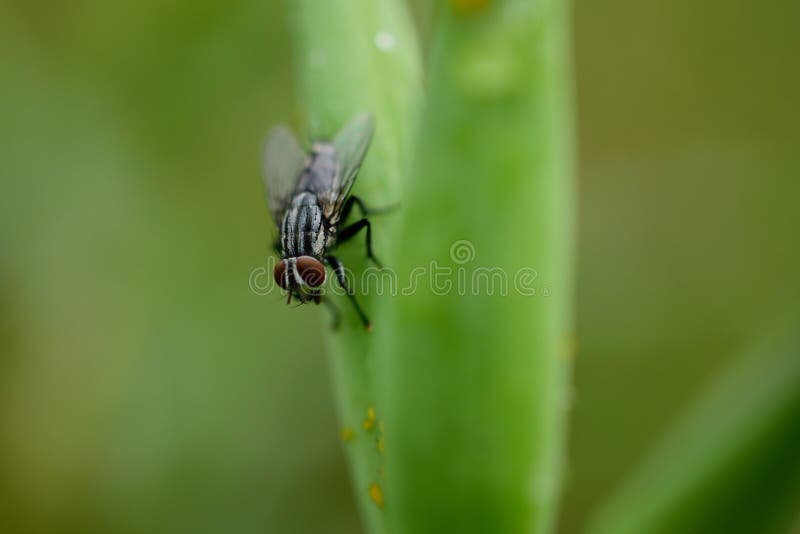 The fly stock image. Image of harmful, destroy, natural - 80152029