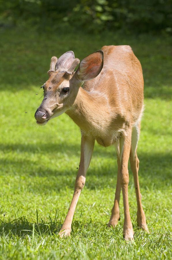 Fly attack stock image. Image of animal, flies, mammal - 15393415