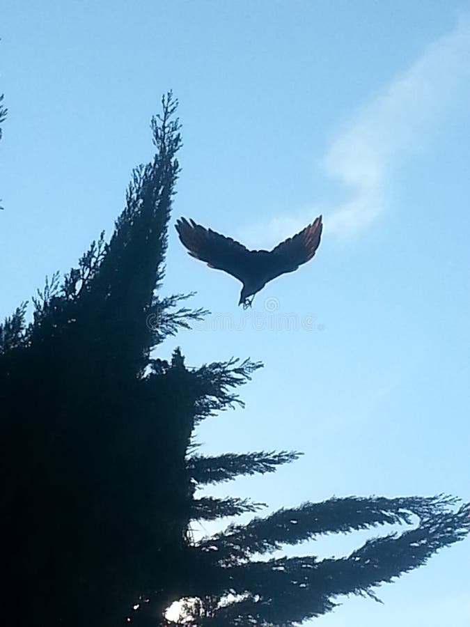 Fly away crow stock photo. Image of crow, captured, moment - 50501326