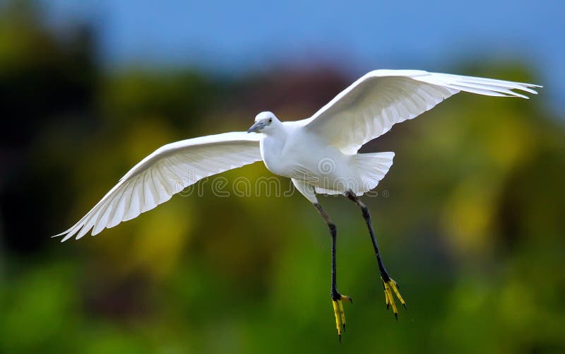 Bird Flay Stock Photos - Free & Royalty-Free Stock Photos from Dreamstime