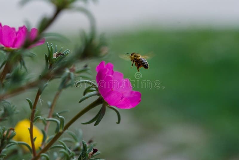 Fly away little bee! stock image. Image of away, honeybee - 266312579
