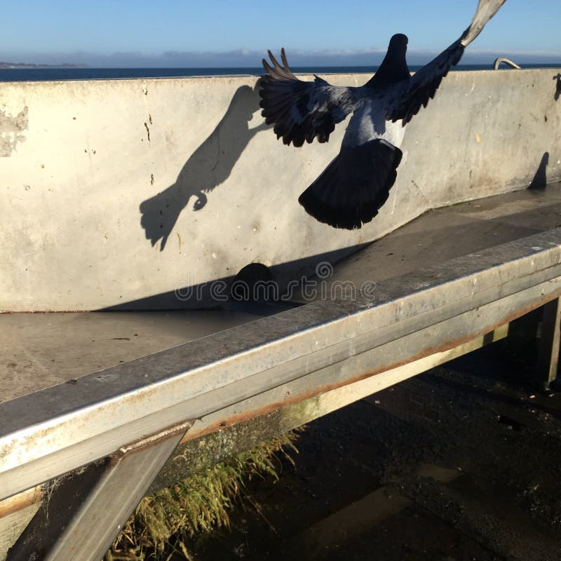 Fly away stock image. Image of bird, pigeon, pier, flying - 62012797