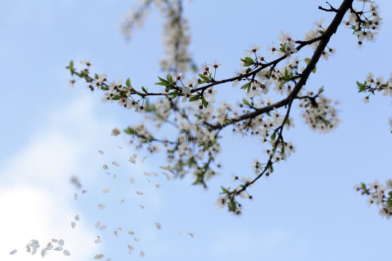 Fly away spring petals stock photo. Image of floral, blossoming - 77838674