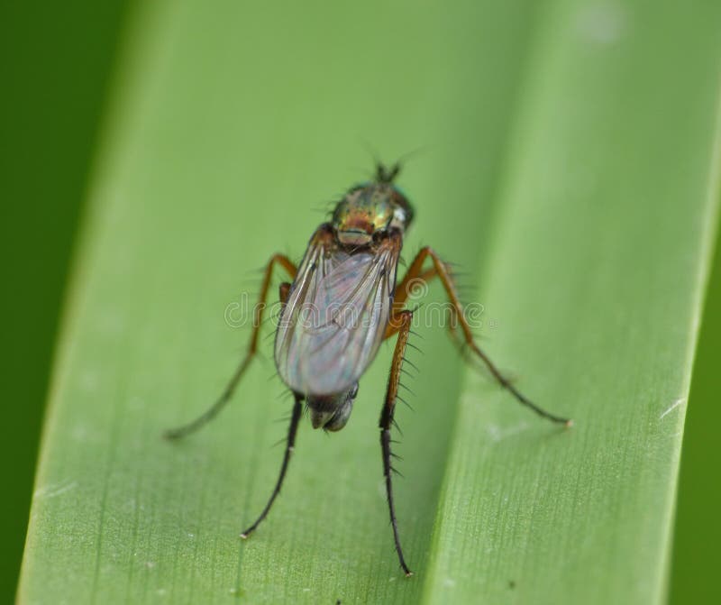 Fly back shot stock image. Image of black, forensic - 257318925