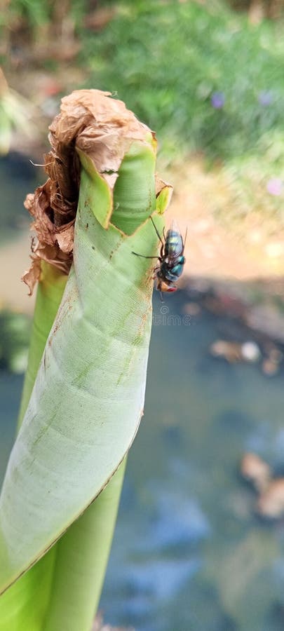 Fly on the bananas leafs stock image. Image of leafs - 331080187
