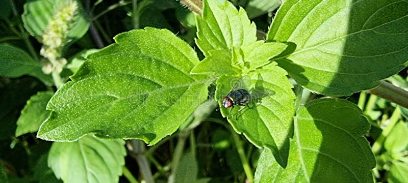 Fly on basil stock image. Image of fruit, vegetable - 219513907