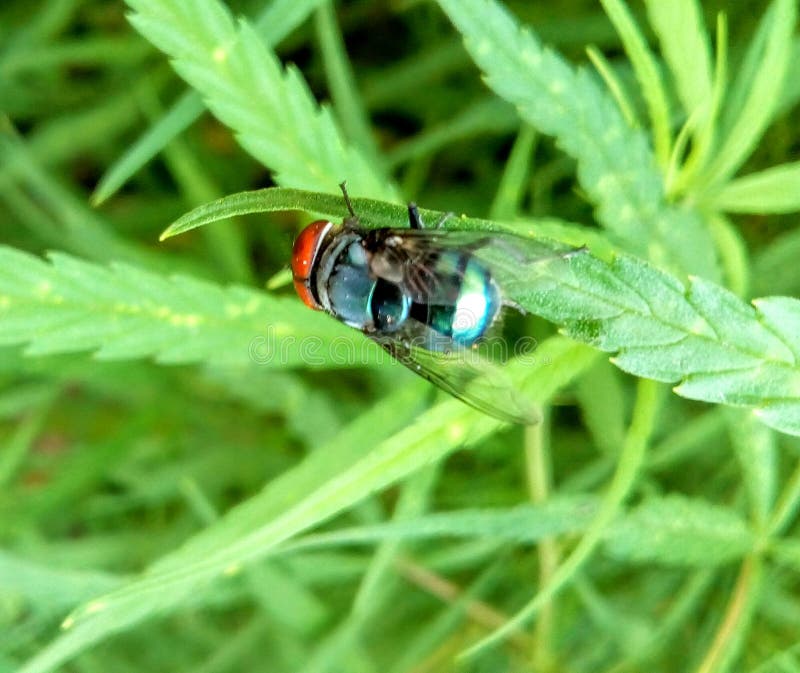 Fly editorial photography. Image of insect, innocent - 107382787