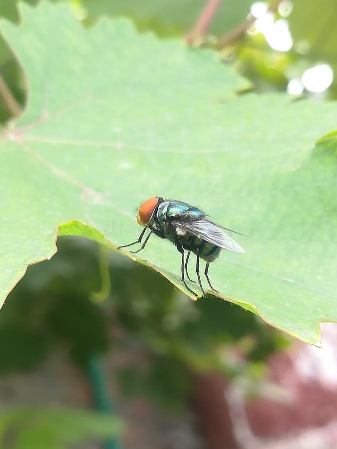 Fly , Beautiful Fly, Natural Beauty Stock Photo - Image of natural ...