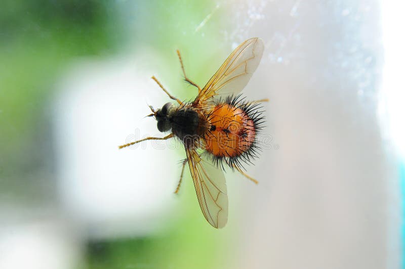 Fly bee stock image. Image of natural, closeup, closeups - 10782473