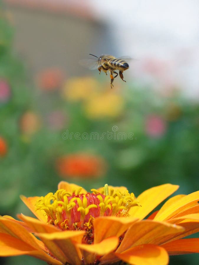 Fly bee stock photo. Image of bees, polinate, flavour, pure - 23144