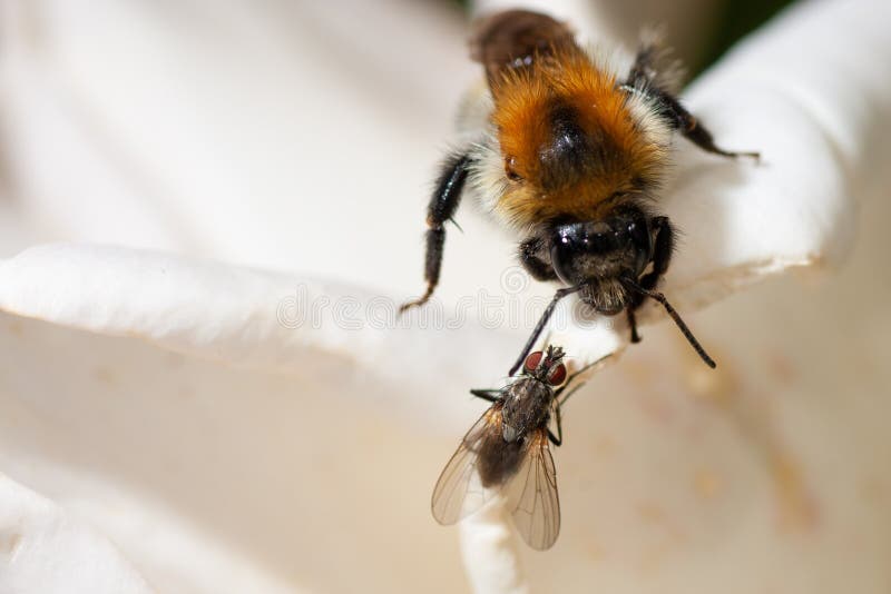 Fly and bee on flower. stock photo. Image of petal, bumblebee - 254793176