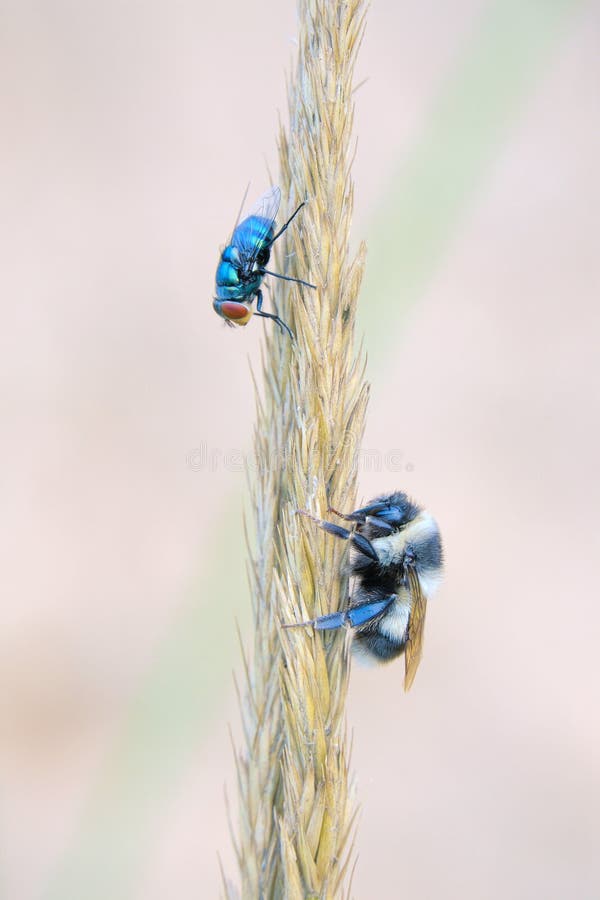 Fly and bee stock image. Image of animal, insect, nature - 192522213