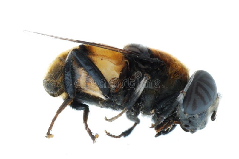 Fly bee insect stock photo. Image of close, body, black - 14650490