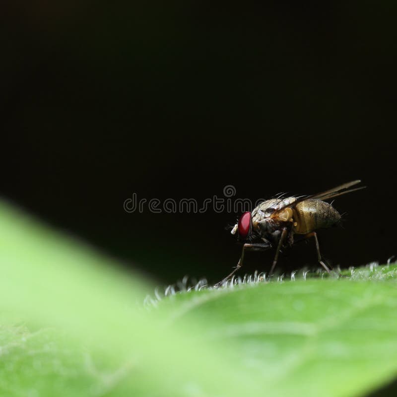 Fly bee insect stock photo. Image of eyes, insulated - 32762202