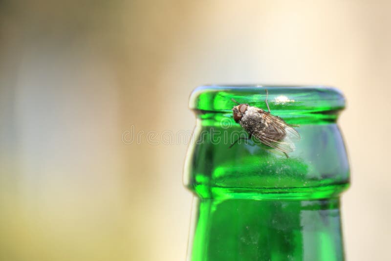 Fly on a Beer bottle stock image. Image of animal, icon - 133041381