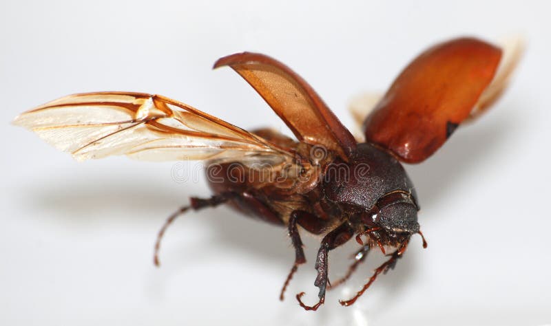 40+ Beetles fly Free Stock Photos - StockFreeImages