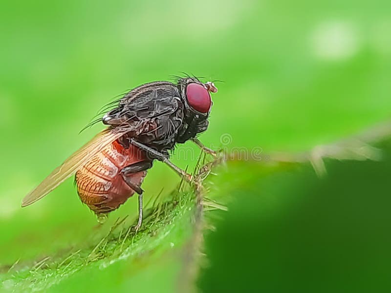 A Fly with a Big Belly Stands on the Edge of a Leaf. Stock Image ...