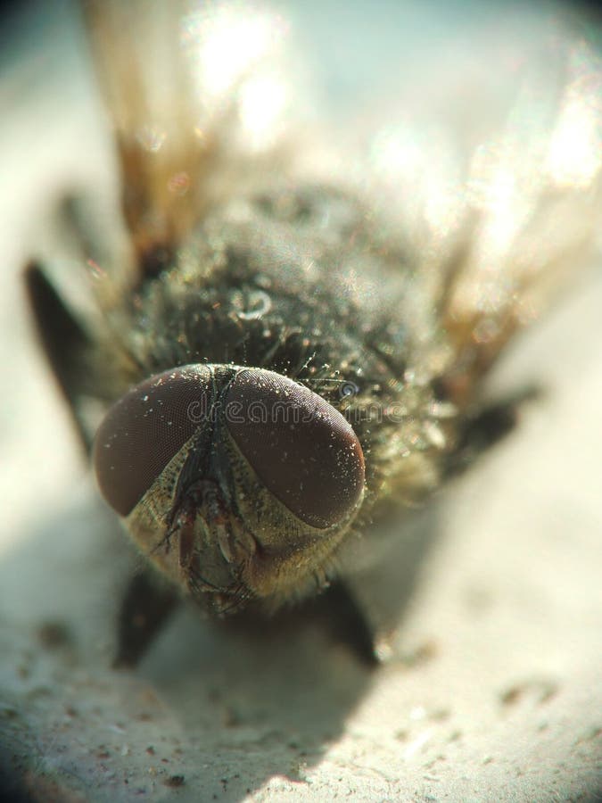 Fly with big eyes stock photo. Image of bokeh, narrow - 31361858