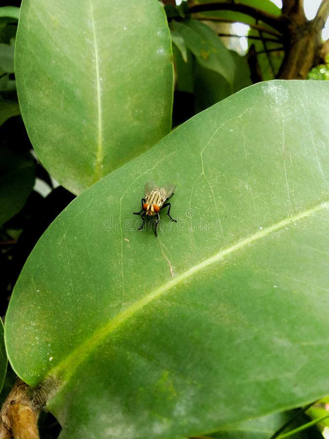 A Fly on the Big Green Leav Stock Image - Image of produce, nature ...
