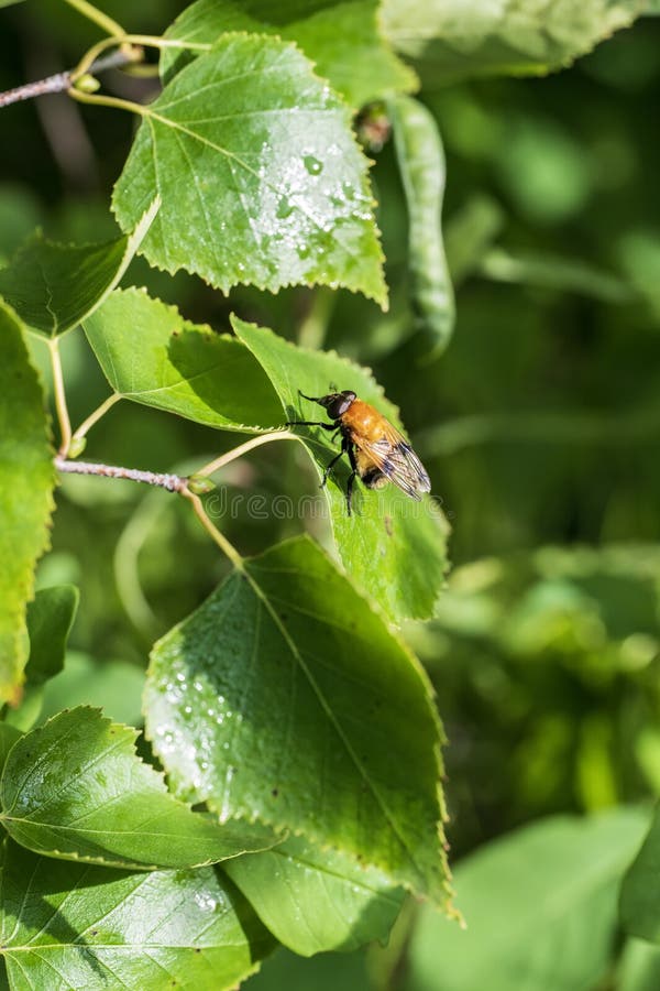 Fly Birch Branch Drops Stock Photos - Free & Royalty-Free Stock Photos ...