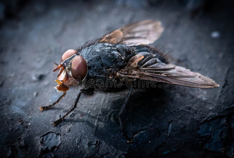Black fly Insect Macro stock photo. Image of flying - 164699506