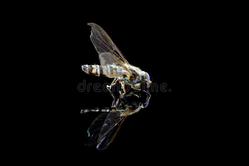 Fly on a black background stock image. Image of animals - 176169651