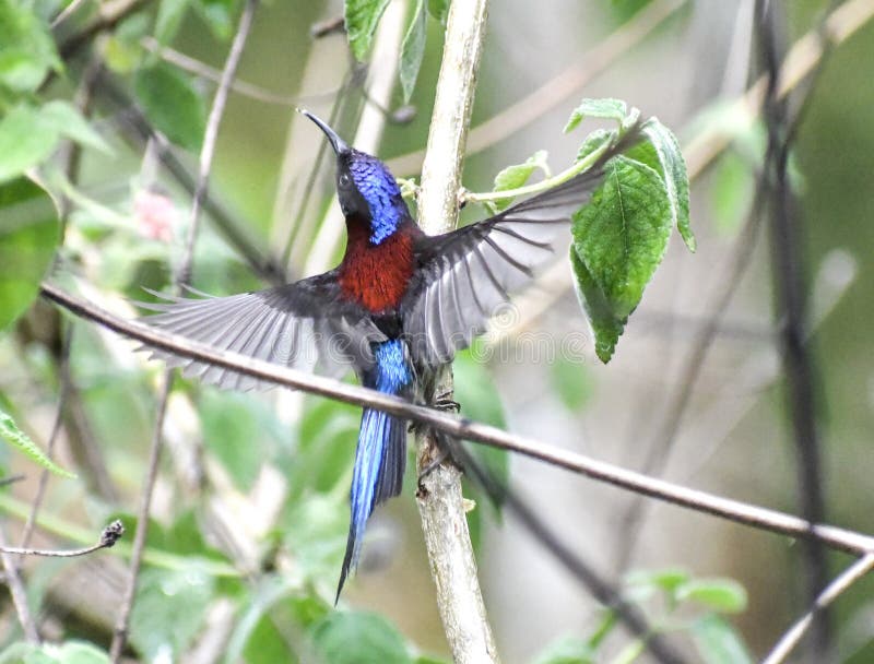 Fly Black-throated Sunbird- Indian Birds Stock Photo - Image of sunbird ...