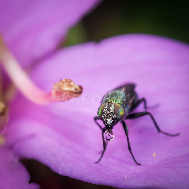 Fly blowing bubble stock image. Image of close, bubbles - 34433857