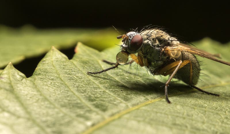 Fly blowing bubbles stock photo. Image of blowing, bubble - 63217360