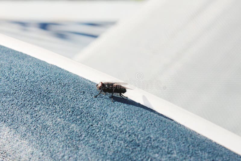 A fly on a blue surface stock photo. Image of positioning - 161620606