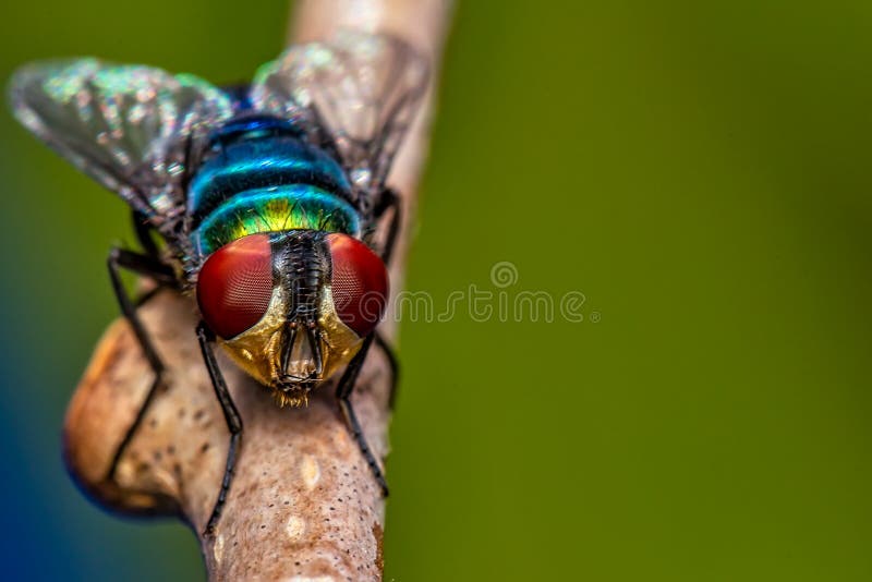 Fly on Branch - Macro Photography of a Fly on a Tree Branch Looking ...