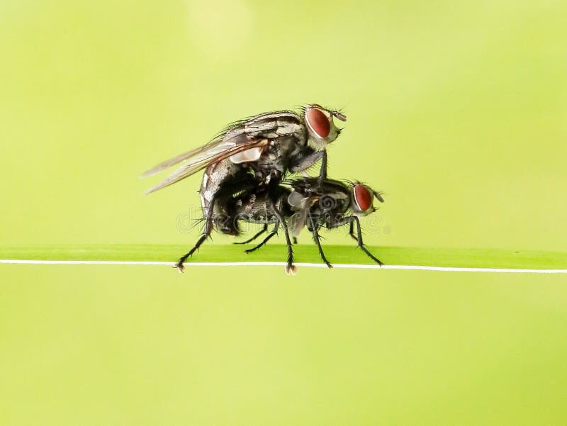 Breeding Insect Stock Photos - Download 3,092 Royalty Free Photos