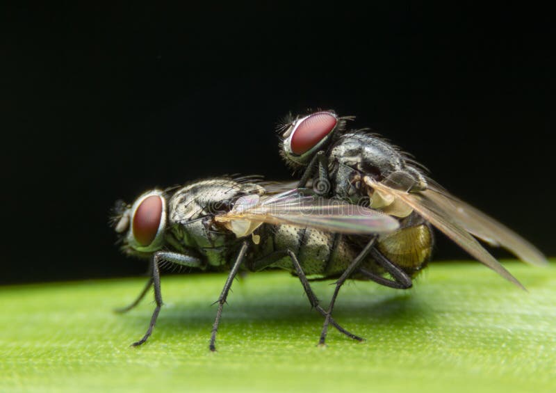 Fly Breeding, Insect in Nonthaburi, Thailand Stock Image - Image of ...