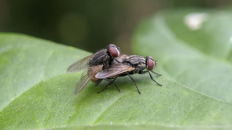 Fly is Breeding on a Leaf. the Breeding of Flies Stock Photo - Image of ...