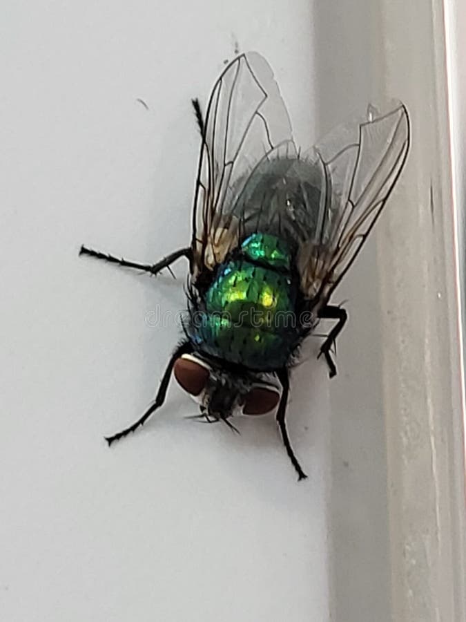 Fly bright green torso stock photo. Image of torso, legs - 250509014